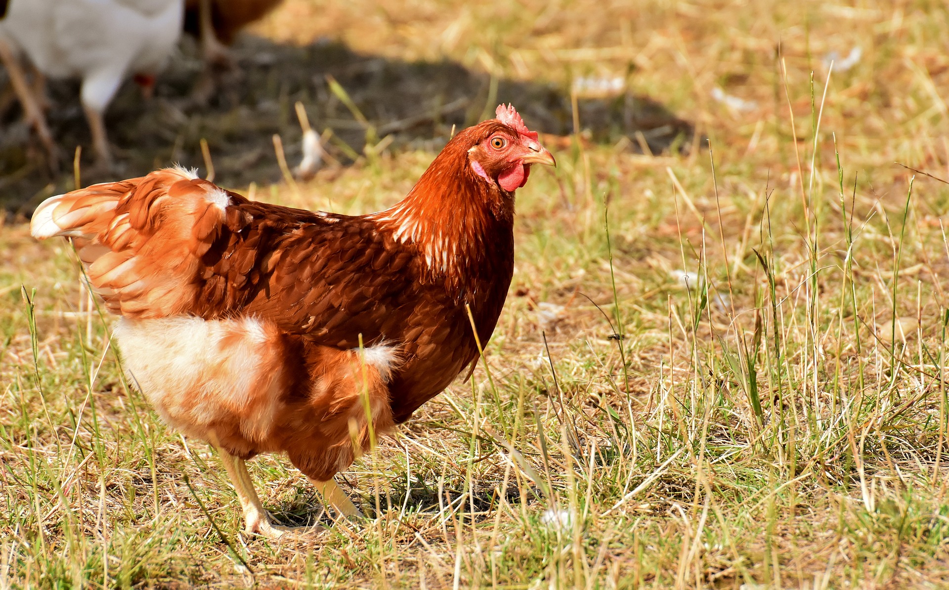 Nos Engagements - Vestey Foods France